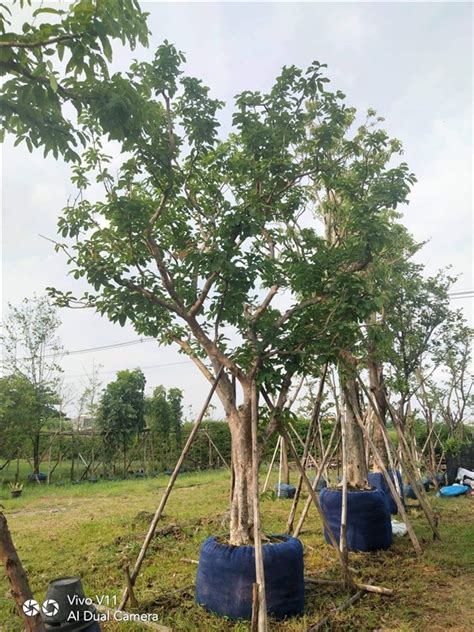 ต้นตะแบก หน้า 14 โดยสวนรุ่งเรือง ไม้ล้อม จ ปทุมธานี รหัสสินค้า 347355