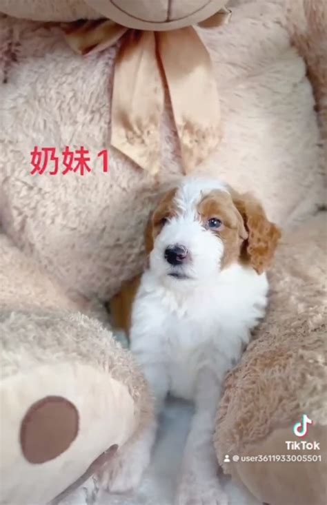 巨型貴賓奶妹1號 瑪奇朵寵物屋