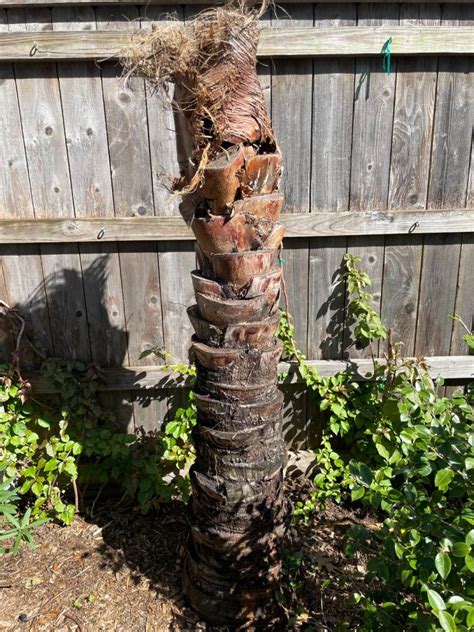 Sylvester Palm Tree Fungus Issue Help Discussing Palm Trees