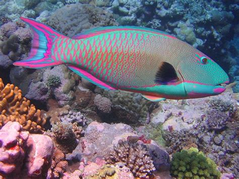 Peixe Papagaio Características Reprodução Alimentação Habitat E