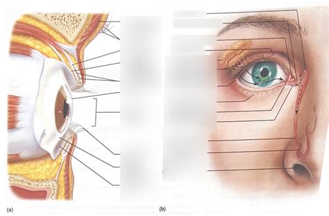 Eye And Accessory Structures Diagram Quizlet