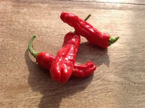 Peper Peter Penis Pepper 10 Zaden TessGruun TessGruun Heirloom Zaden