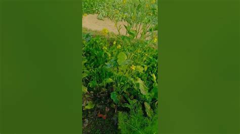 Apan Mehar Marchai Lage Dusra Ke Mehar Mithaai Lage Youtube