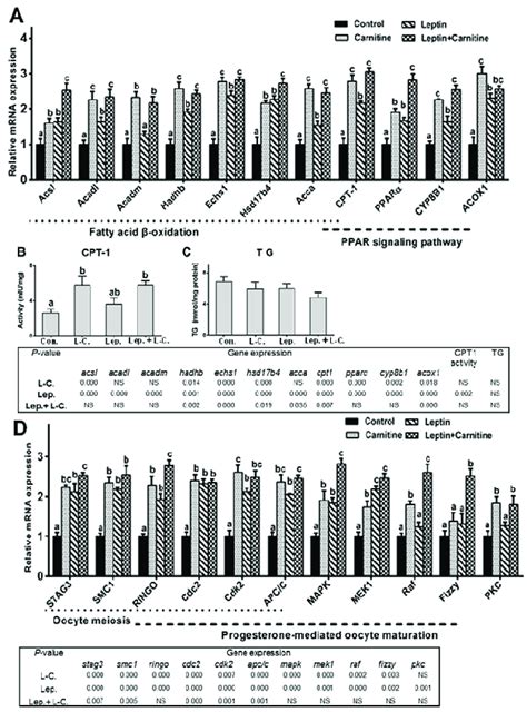 L Carnitine Significantly Up Regulates Fatty Acid β Oxidation In The