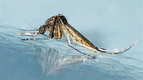The Surprising Temperature That Kills Mosquitoes Dead