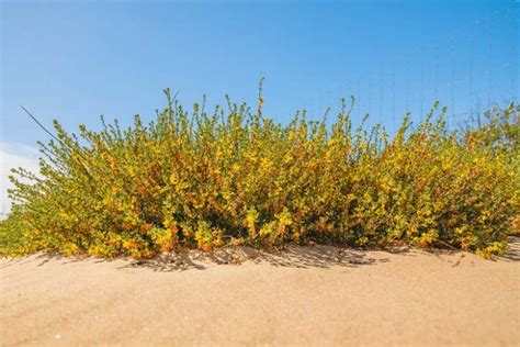 Acmispon Glaber Deerweed