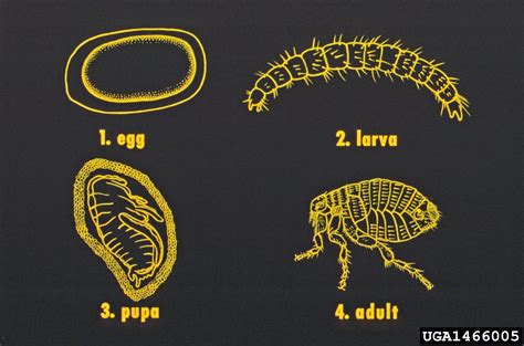 Fleas Order Siphonaptera