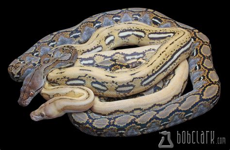 Reticulated Pythons Blue Hypo Het Pair