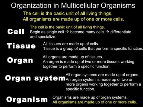 Organization Organisms Ppt