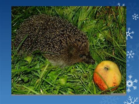 Ліплення з пластиліну Їжачок 1 клас