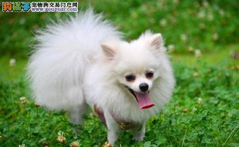 怎样区分博美犬银狐犬和萨摩耶犬 狗狗