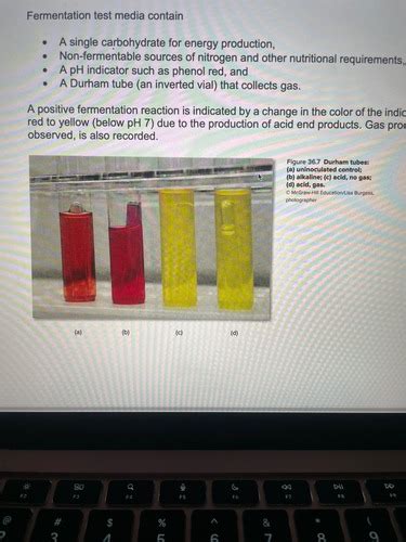 Lab Exam 2 Flashcards Quizlet