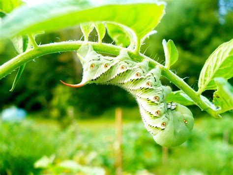 Tomato Worm Tomato Tomato Worms Stuffed Peppers