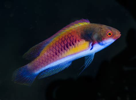 Cirrhilabrus Ryukyuensis Aquareefsk