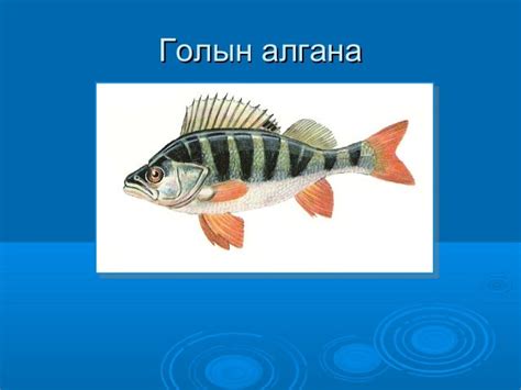 загасны дотоод бүтэц