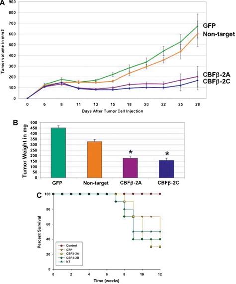 cbfβ expression correlates with tumor growth a six week old male