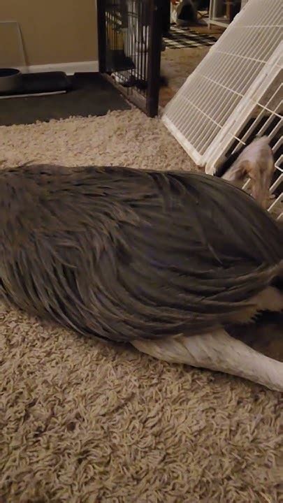 Greater Rhea Ginger Stretching It Out While Warming Up Inside 2023 ️😂 Youtube