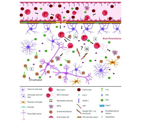 Possible Involvement Of The Complement System Cs In The Recruitment