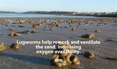 Surviving In The Intertidal Zone The Gateway To The Ocean Ocean Generation