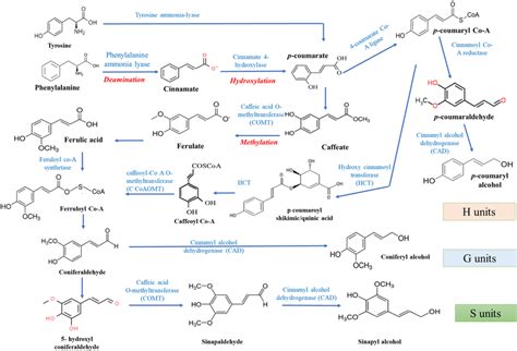 Monomeric Components Of Lignin Showing H G And S Units 93