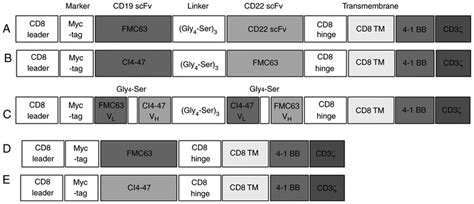 Representative Structures Of Anti Cd19 And Anti Cd22 Specific And Download Scientific Diagram