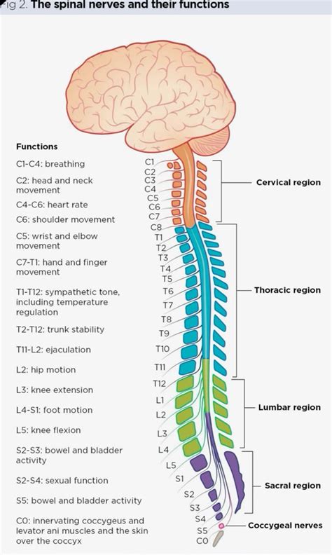 Spinal Nerves Basic Anatomy And Physiology Medical School Stuff