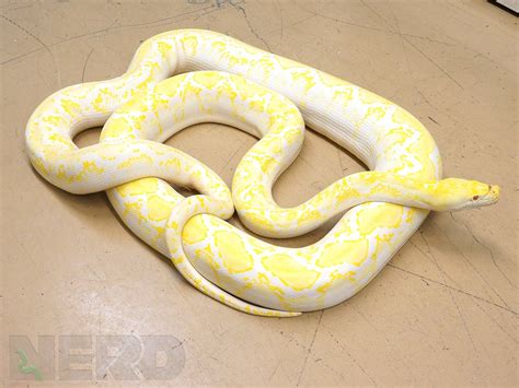 Proven Breeder White Phase Albino Reticulated Python By New England