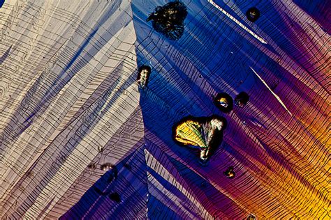 2009 Photomacrography Examples
