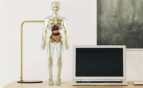 Anloximt Menschliches Skelettmodell Torso Anatomie Figur Bewegliches