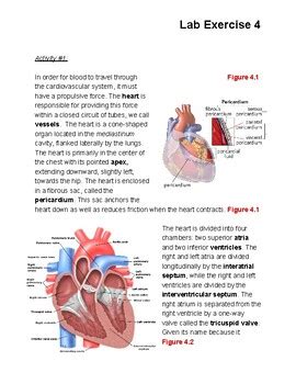 A P II Lab Exercise Heart Student Version By Human Biology Resources