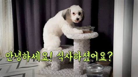 제135화 강아지가 밥을 남기면 비숑프리제 와 믹스견 【비숑프리제bichon Frise 반려견 숑군과 하이브리드 꽁양의