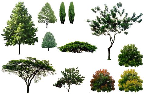 Detail Gambar Tanaman Tampak Atas Untuk Desain Di Photoshop Koleksi Nomer 2