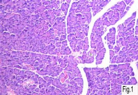 Pancreas Histology Labeled Acini