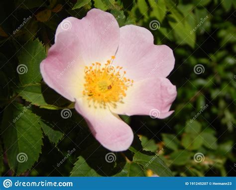 Flores De Colores De Plantas En Verano Imagen De Archivo Imagen De