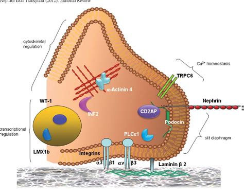Figure 1 From New Players In The Pathogenesis Of Focal Segmental Glomerulosclerosis Semantic