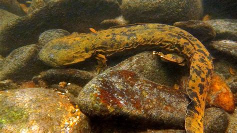 Hellbenders The Curious Wnc Salamanders Will Get Habitat Help