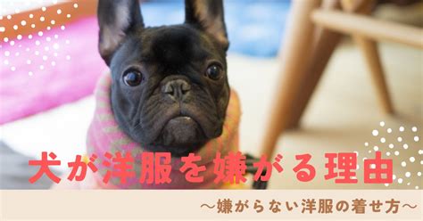 犬が洋服を嫌がる理由は4つある！犬が嫌がらない洋服の着せ方を紹介 ともかおブログ