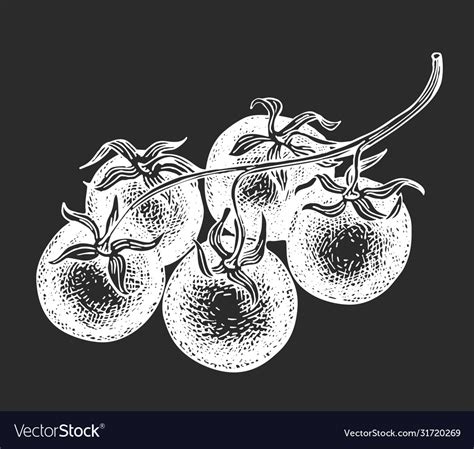 Hand Drawn Cherry Tomato Vegetable Sketch On Vector Image