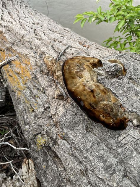 This Mushroom Looks Like A Smore Anyone Know What It Is Found In Mt