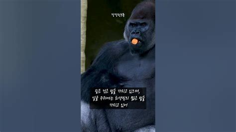 세상에서 가장 강한 원숭이 Youtube