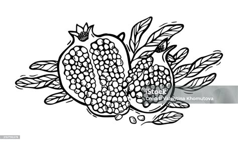 씨앗과 잎이 있는 석류 반쪽의 벡터 구성 식물 흑백 그림 Linocut 스타일로 손으로 그린 그림입니다 포장 메뉴 조리법 엽서의