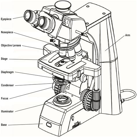 How To Microscope Parts Labeled Labeled Diagrams And Functions
