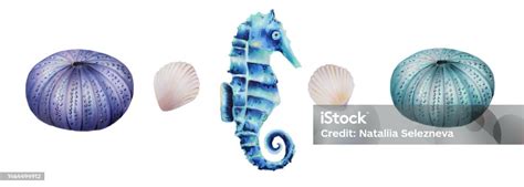 해마와 성게 조개 껍질로 설정된 수채화 흰색 고립된 배경에 수중 생물 물체를 손으로 칠하는 클립아트 디자이너 장식 엽서 포장지 스크랩북 표지 초대장 웨딩 디자인 포스터 및