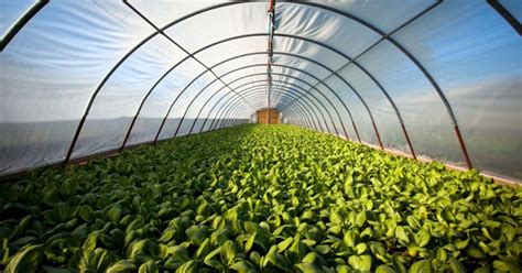 Aprende De Los Cultivo En Invernadero En Humus Natural 🌿