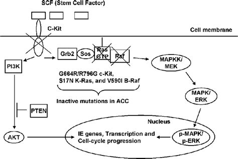 Cell Signaling From The Rtk C Kit Is Disrupted During Tumor Development