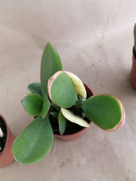 Crassula Ovata Tricolor Variegata Siracactus