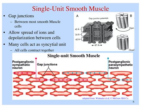 Anatomy And Physiology Of Human Muscle Tissue Pdf