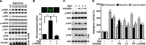 Rg5 Induces Angiogenesis Through The Activation Of The Multiple