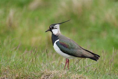 Pempė Puošni „panelė“ Su Ilgu Kuodeliu Atnešanti Pavasarį