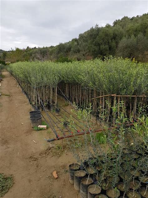 Fidane Ulliriagrumefrantojlecino Te Gjitha Lloj Fier Merrjepal